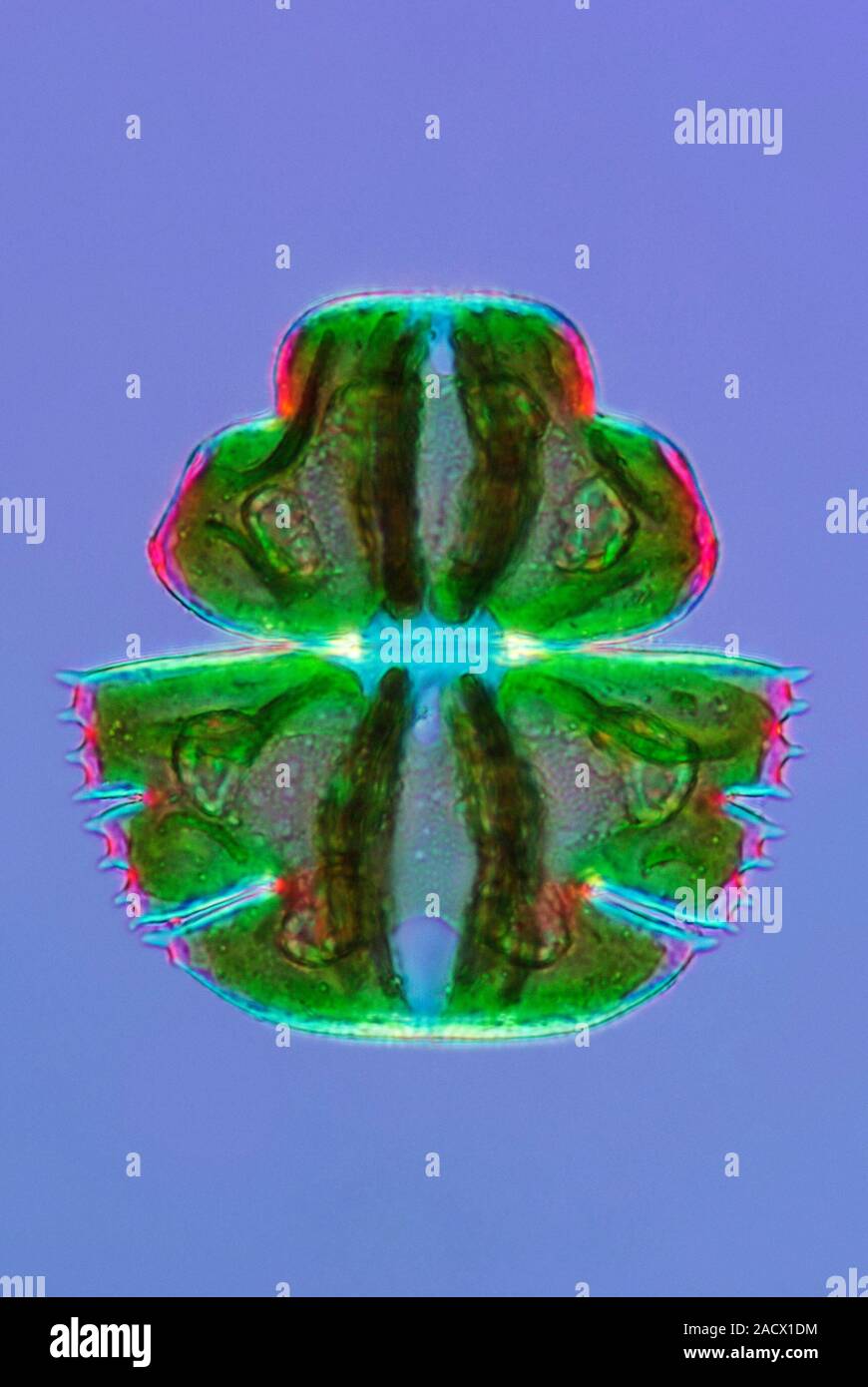 Polarised light micrograph of a Micrasterias sp. desmid, a freshwater ...