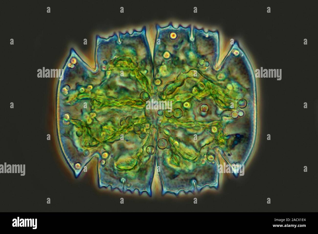 Polarised light micrograph of a Micrasterias sp. desmid, a freshwater ...