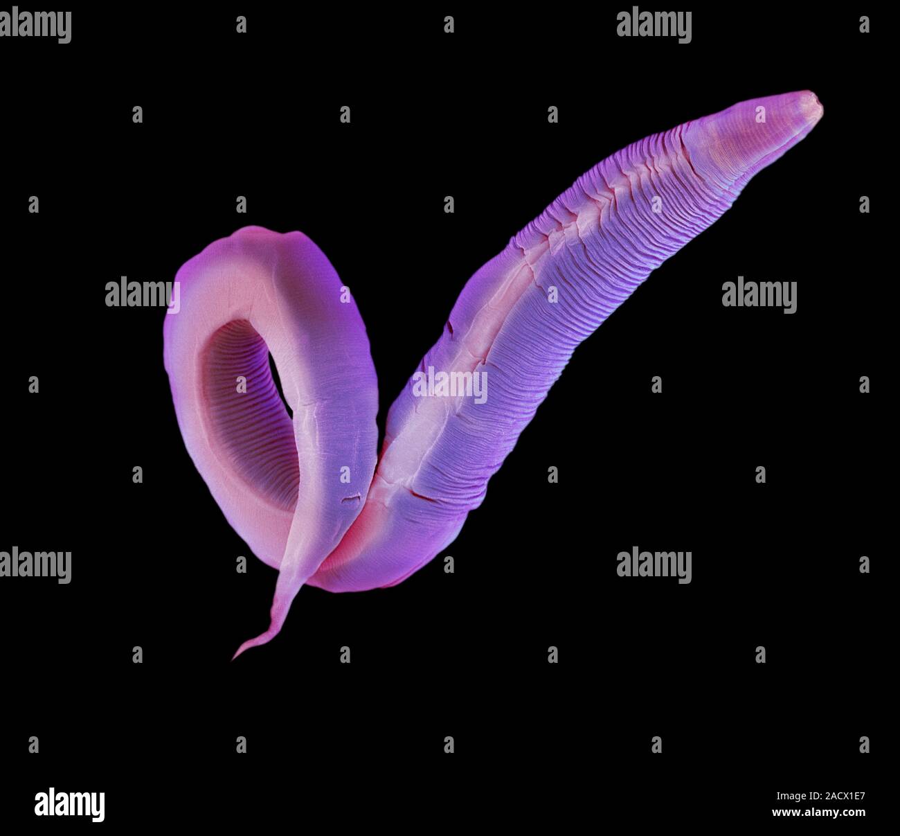 Caenorhabditis elegans worm, coloured scanning electron micrograph (SEM). C. elegans is a soil ...