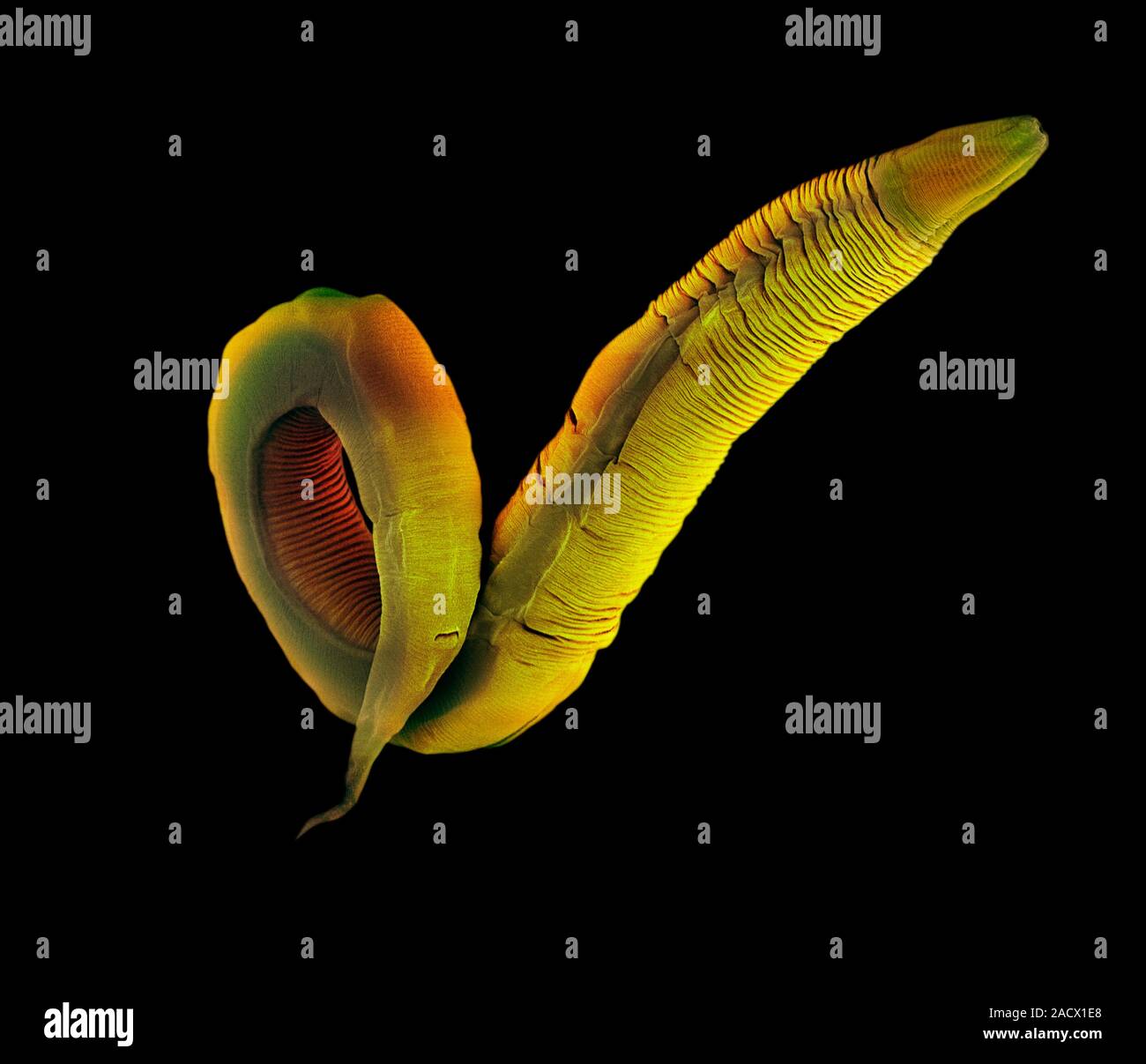 Caenorhabditis elegans worm, coloured scanning electron micrograph (SEM). C. elegans is a soil ...