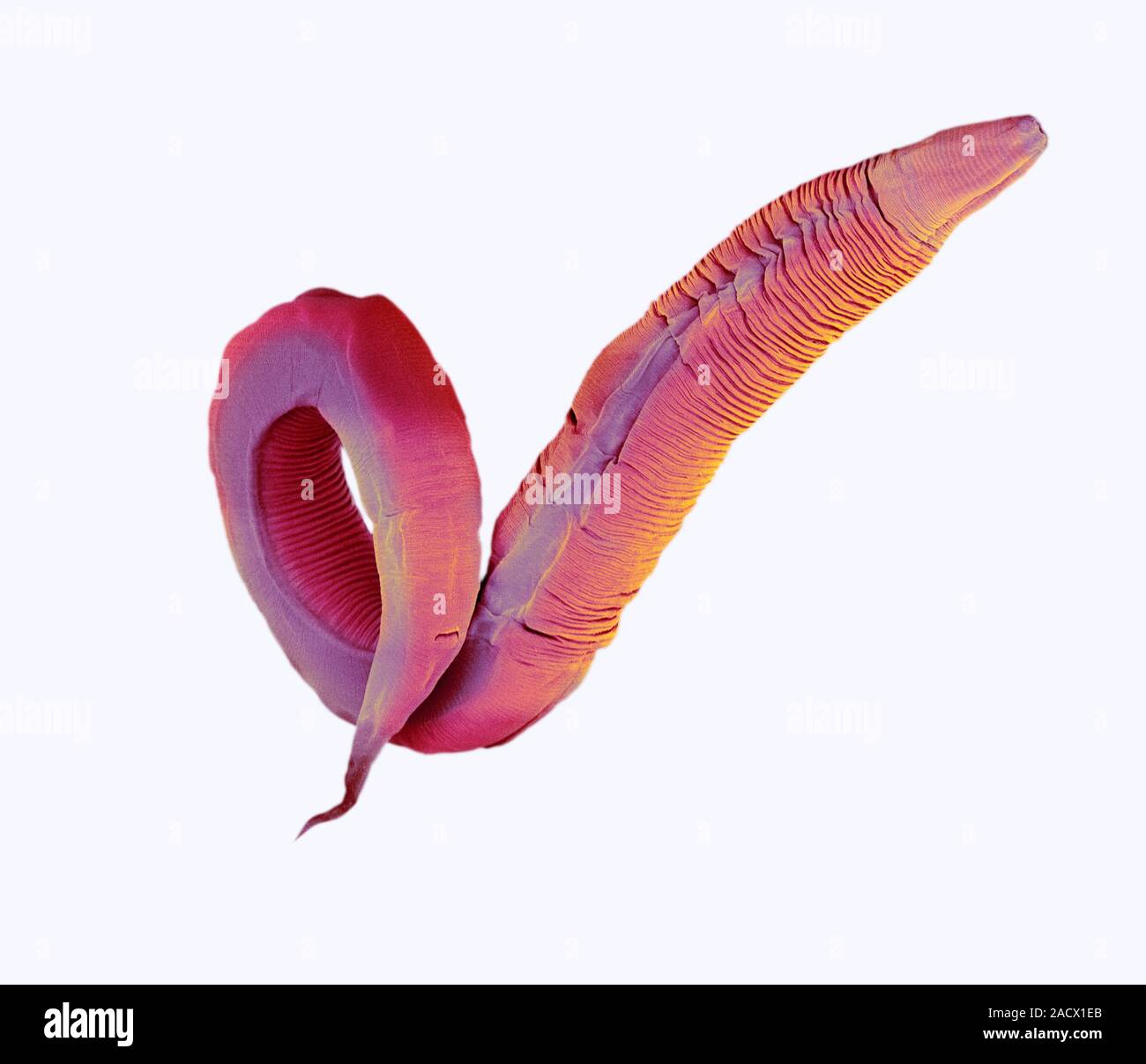 Caenorhabditis elegans worm, coloured scanning electron micrograph (SEM). C. elegans is a soil ...