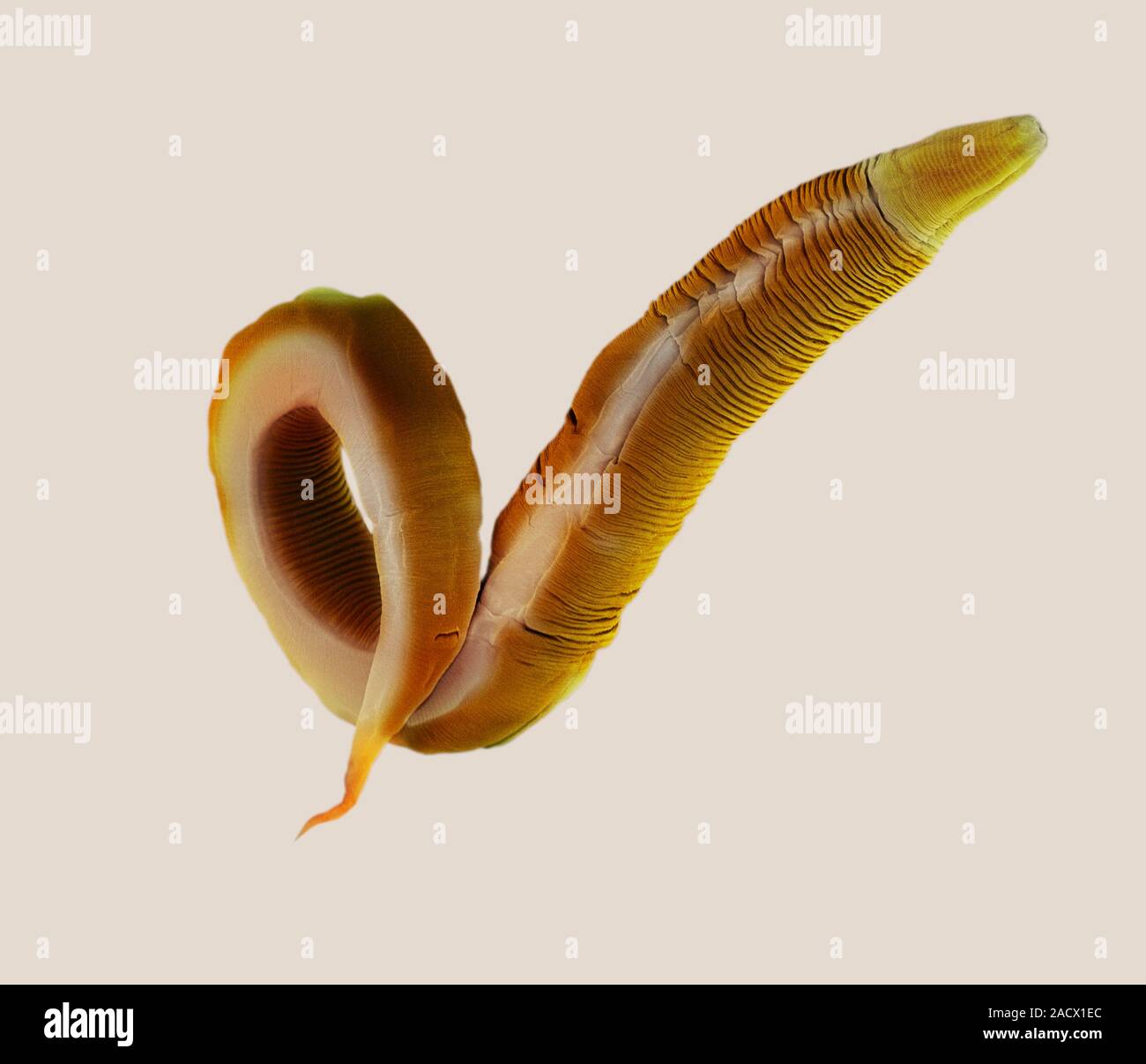 Caenorhabditis elegans worm, coloured scanning electron micrograph (SEM). C. elegans is a soil ...