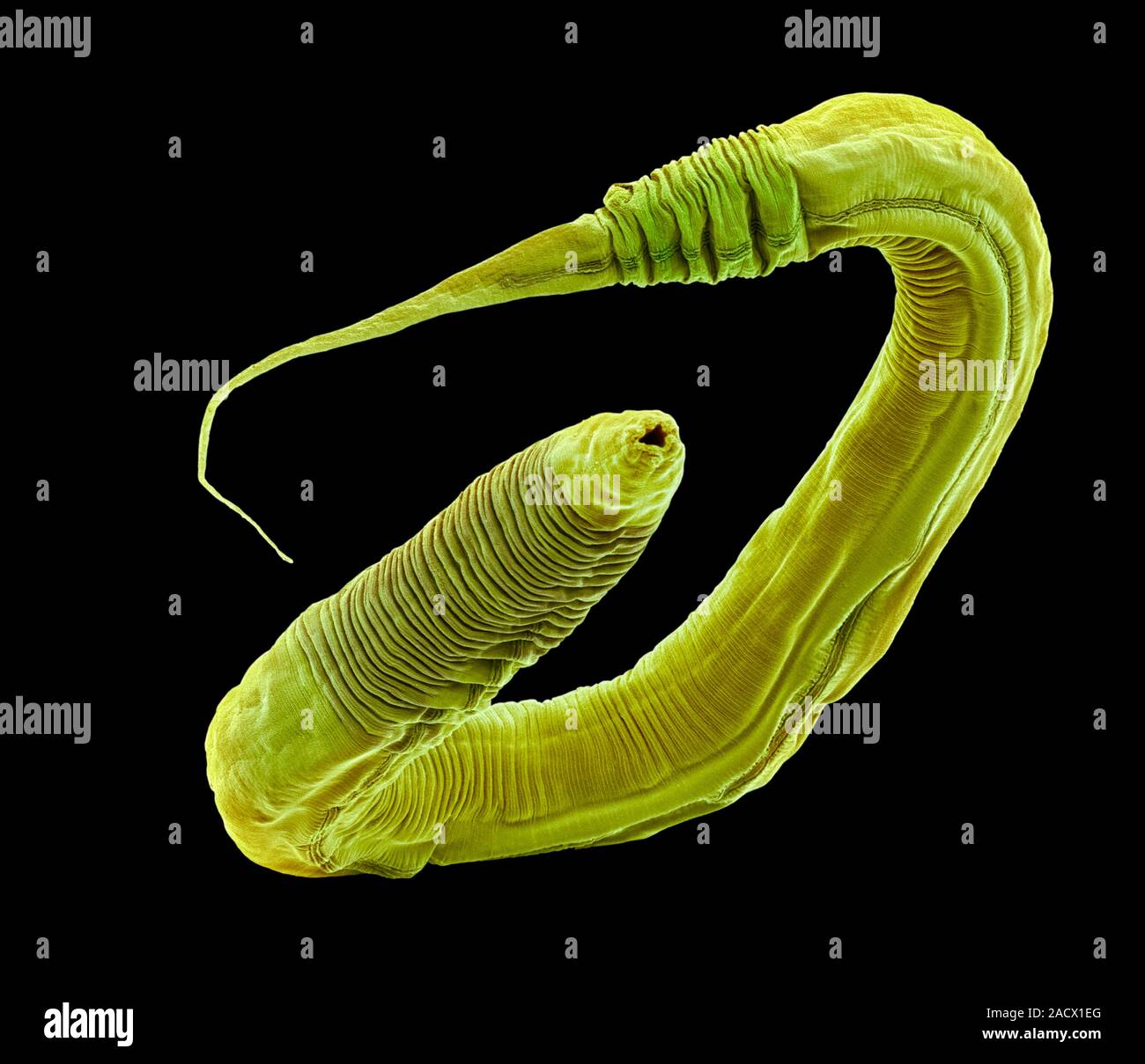 Caenorhabditis elegans worm, coloured scanning electron micrograph (SEM). C. elegans is a soil ...