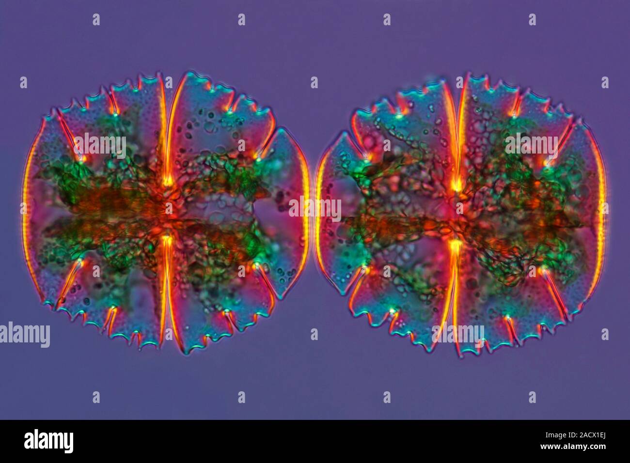 Polarised light micrograph of a pair of Micrasterias sp. desmids, a ...