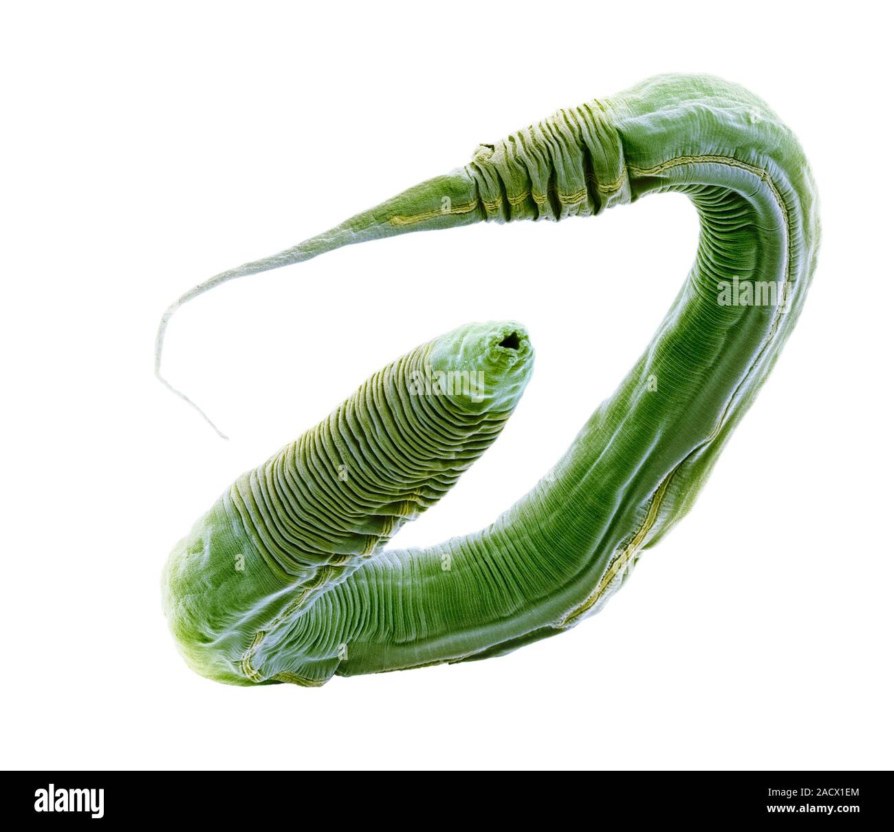 Caenorhabditis elegans worm, coloured scanning electron micrograph (SEM). C. elegans is a soil ...