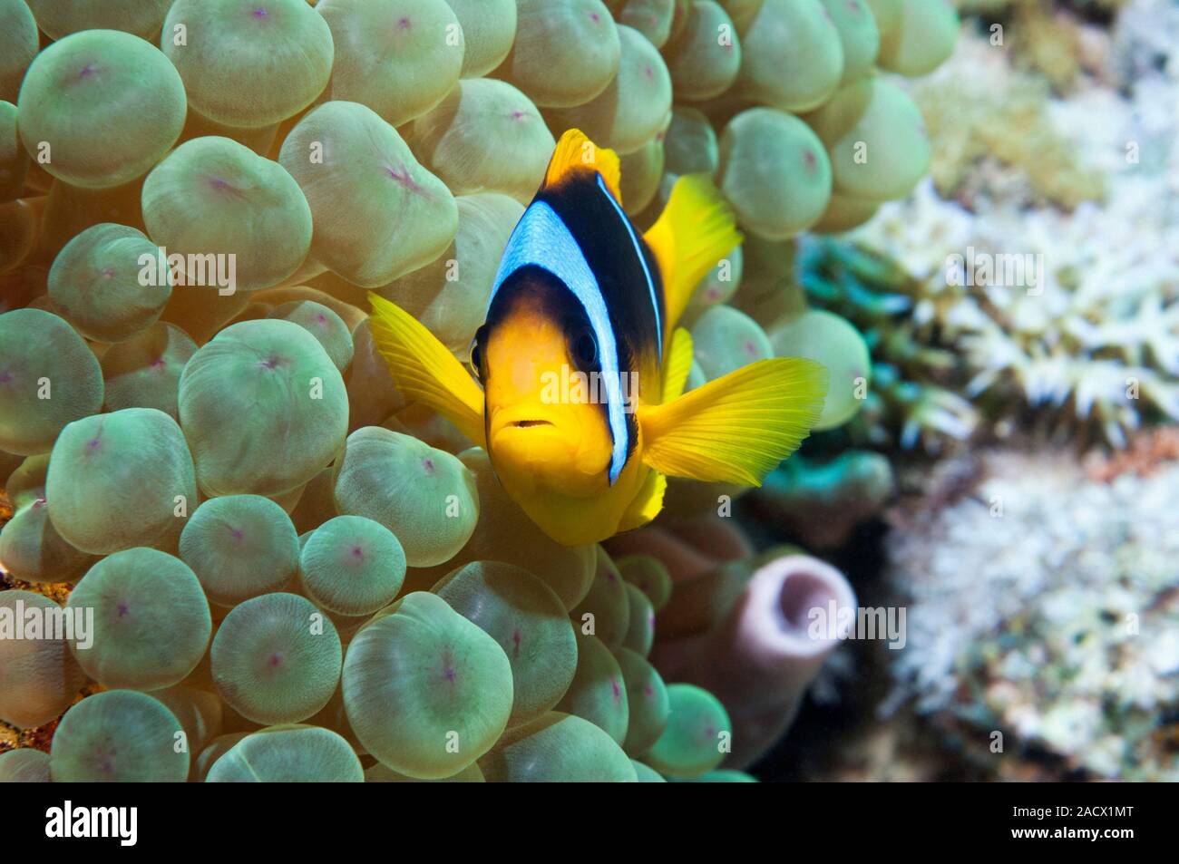 Twobar clownfish (Amphiprion bicinctus) swimming by a magnificent sea ...