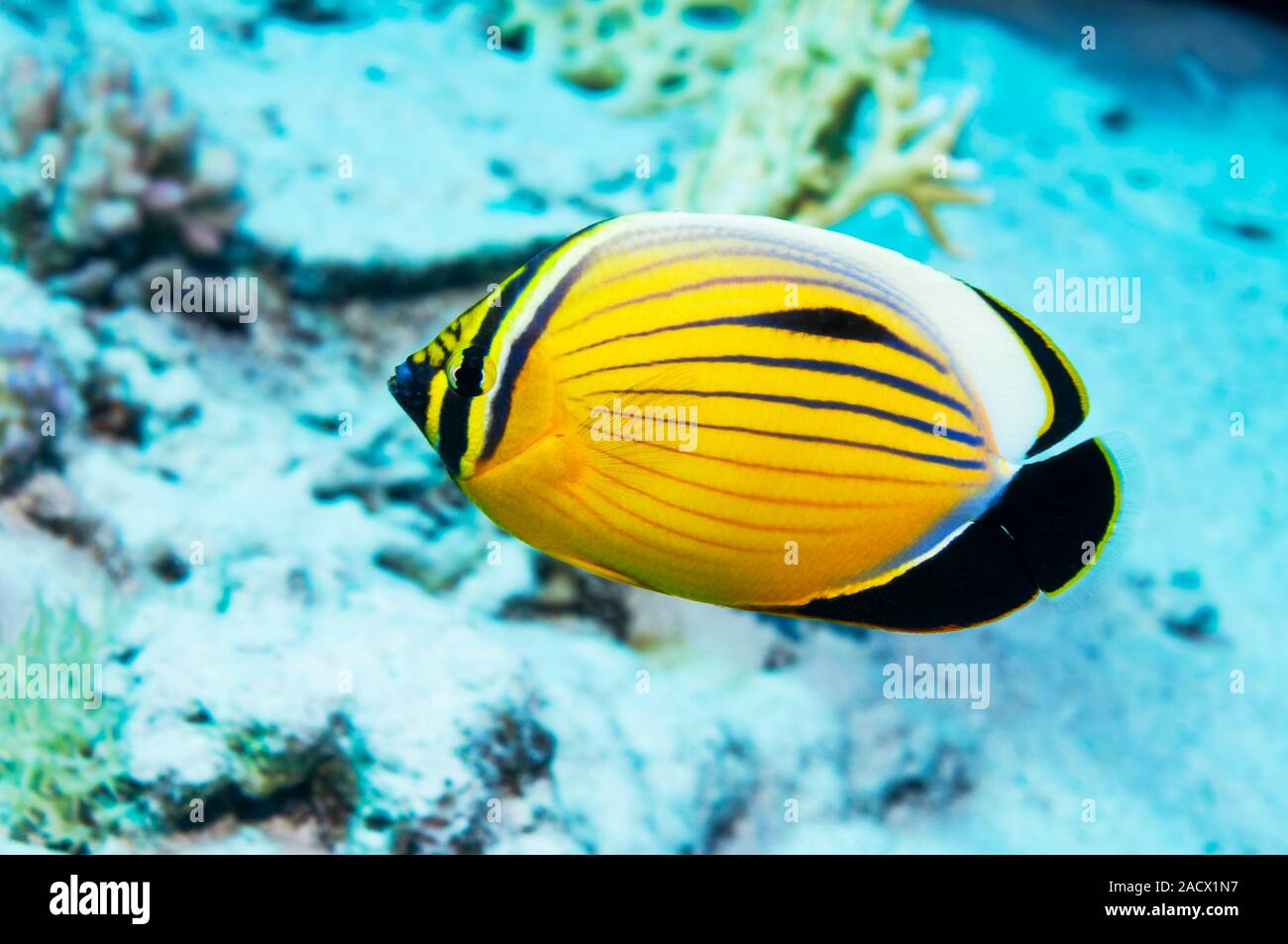 Blacktail butterflyfish (Chaetodon austriacus), also known as the ...