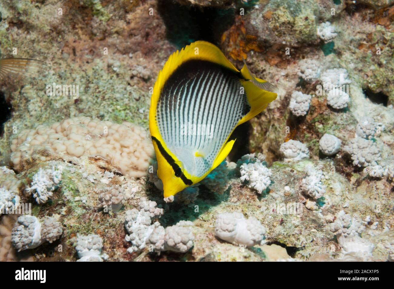 Blackback butterflyfish (Chaetodon melannotus). Photographed in the Red ...