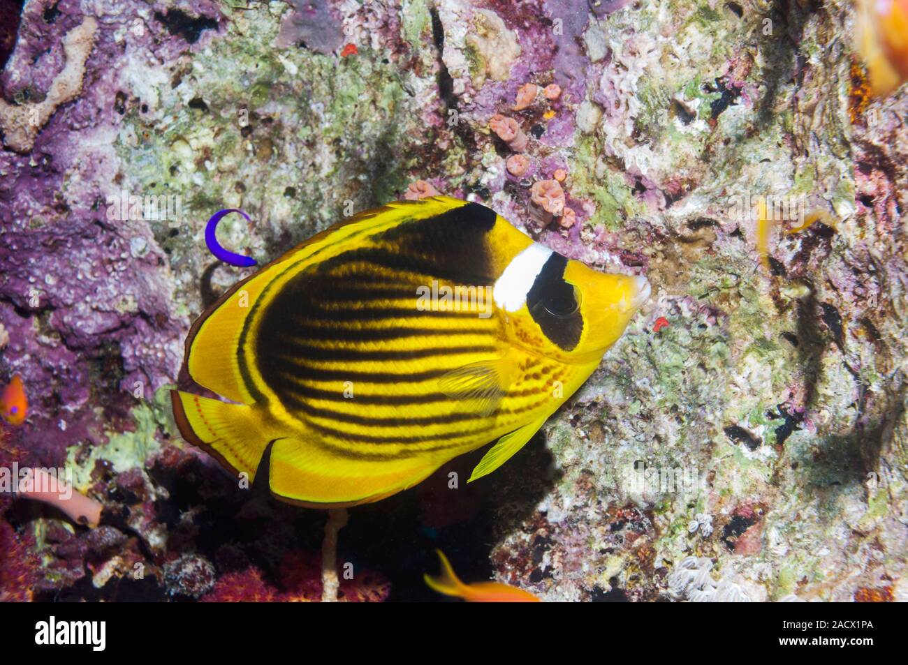 Red Sea raccoon butterflyfish (Chaetodon lunula), also known as the ...