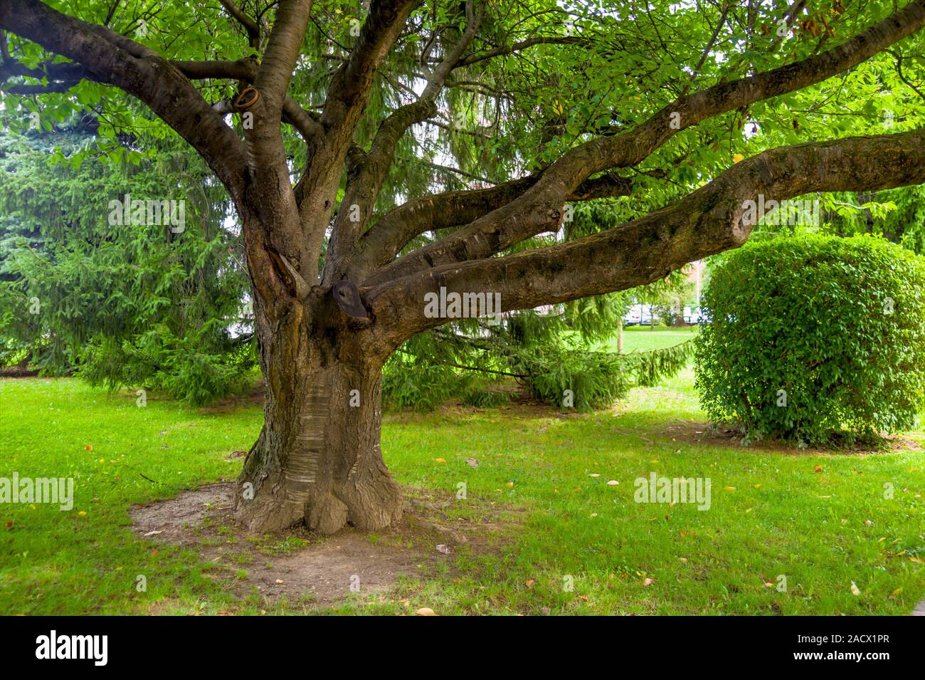 Tree with strong branches Stock Photo - Alamy