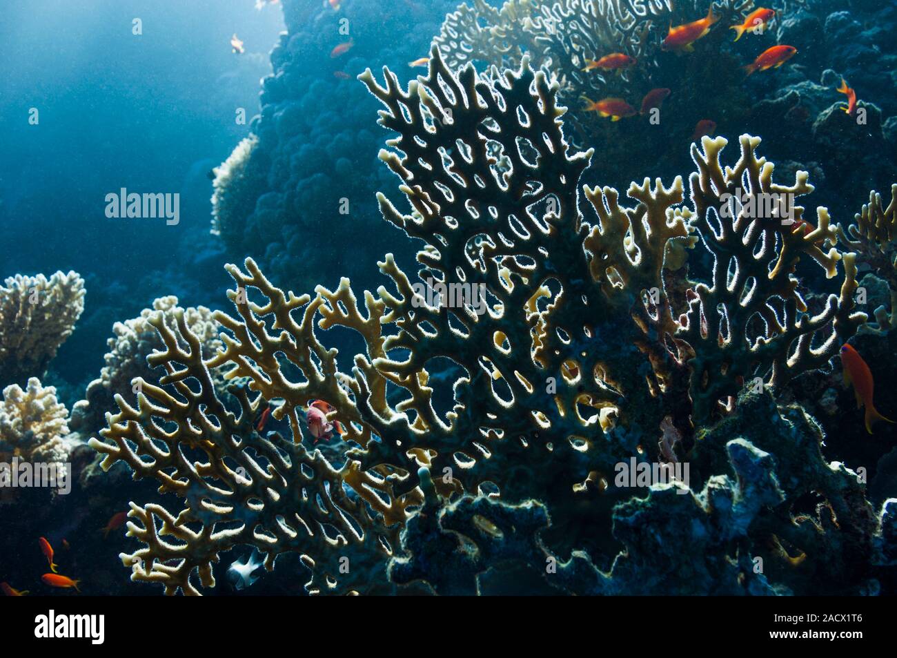Fire coral (Millepora dichotoma). Fire corals are not true corals, but ...