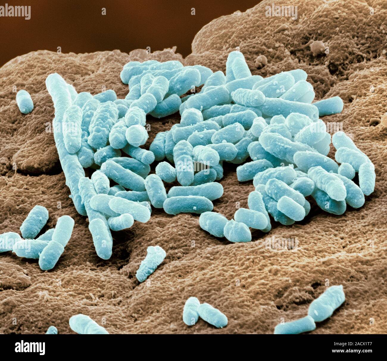 Lactobacillus bacteria. Coloured scanning electron micrograph (SEM) of ...
