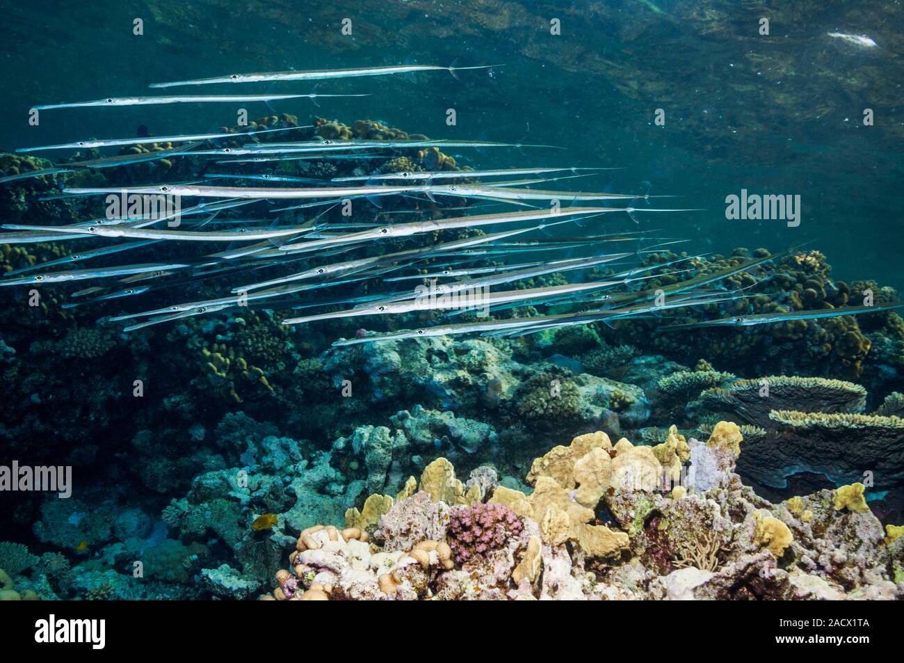 Bluespotted cornetfish (Fistularia commersonii) in an unusually large ...