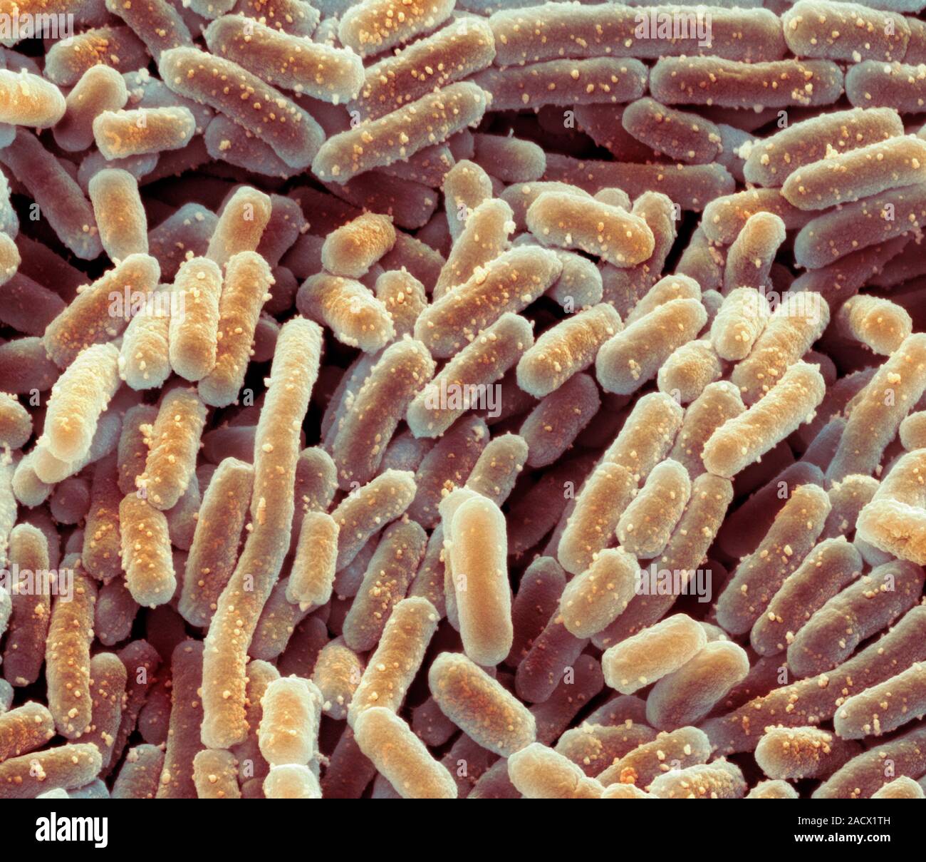 Lactobacillus bacteria. Coloured scanning electron micrograph (SEM) of ...