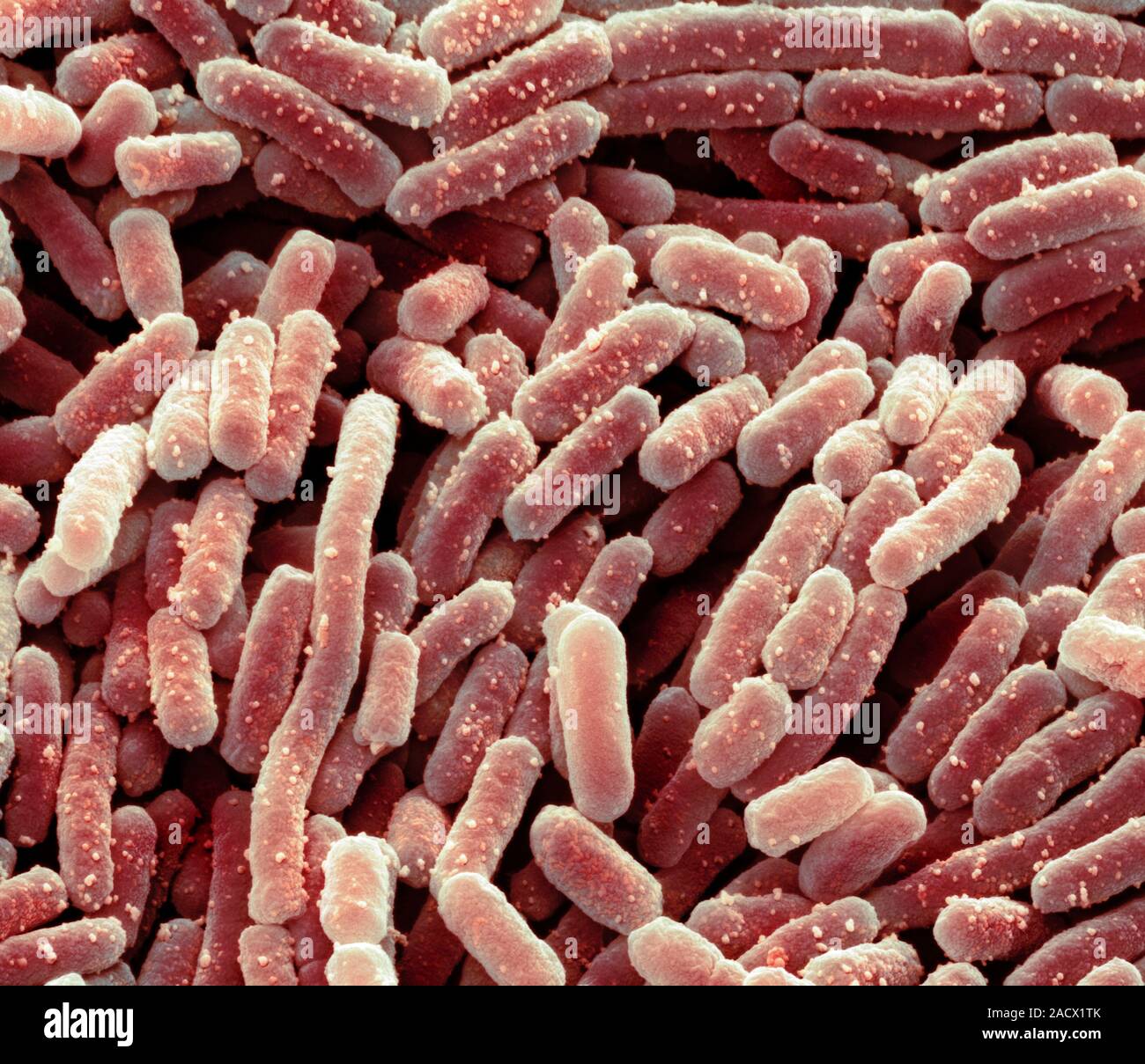 Lactobacillus bacteria. Coloured scanning electron micrograph (SEM) of ...