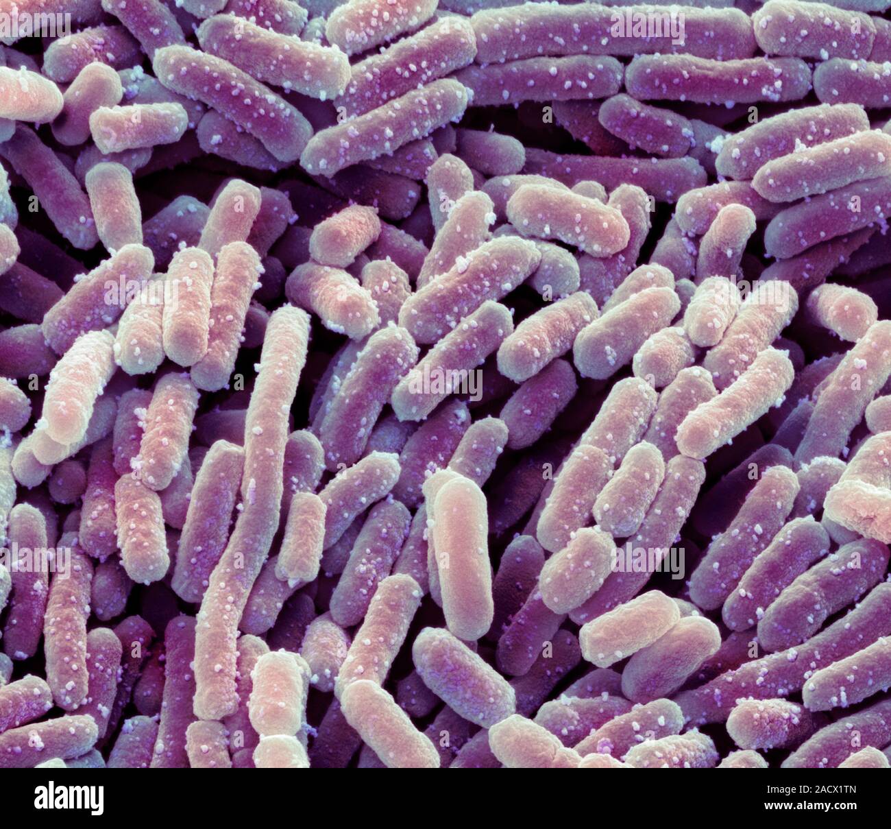 Lactobacillus bacteria. Coloured scanning electron micrograph (SEM) of ...