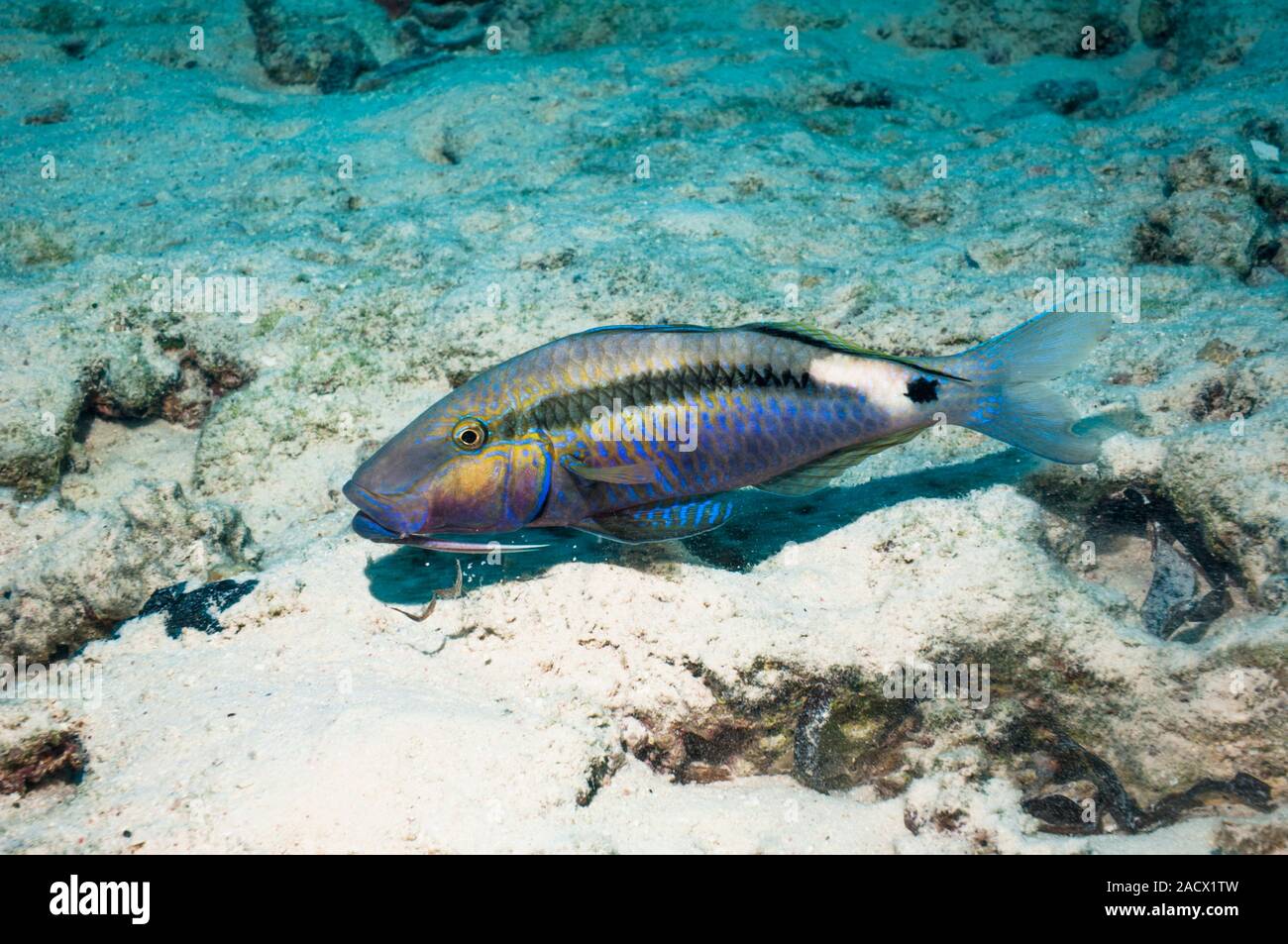 Dash-and-dot goatfish (Parupeneus barberinus). This fish possesses twin ...