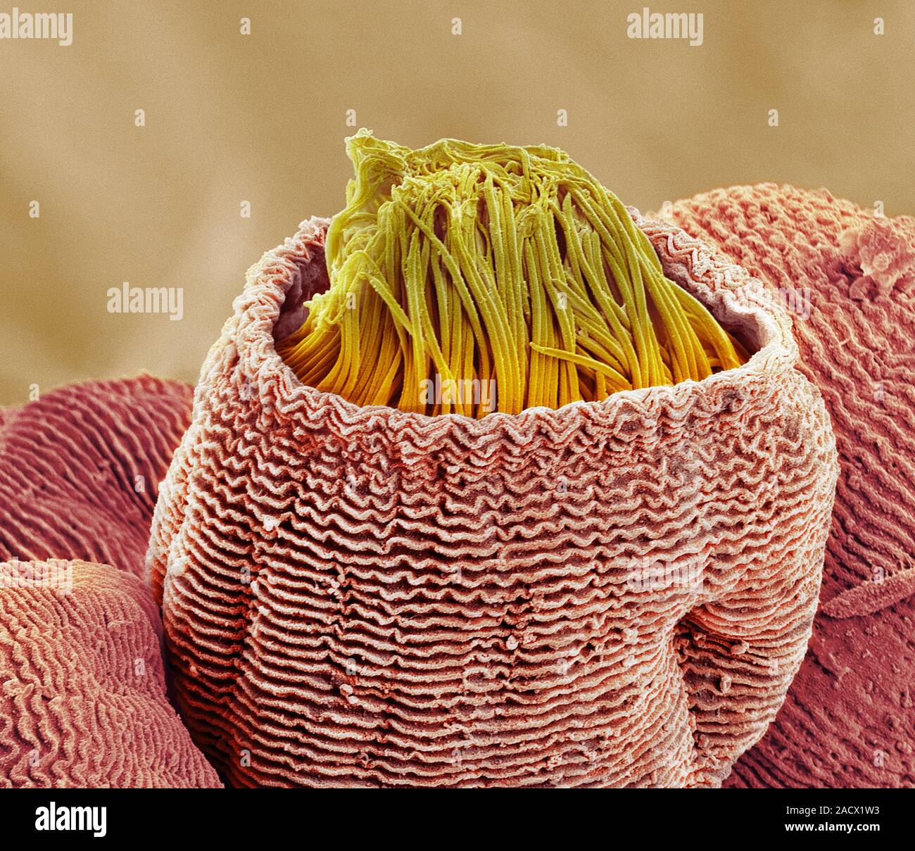 Vorticella sp. ciliate protozoan, coloured scanning electron micrograph ... Vorticella sp. ciliate protozoan, coloured scanning electron micrograph ...