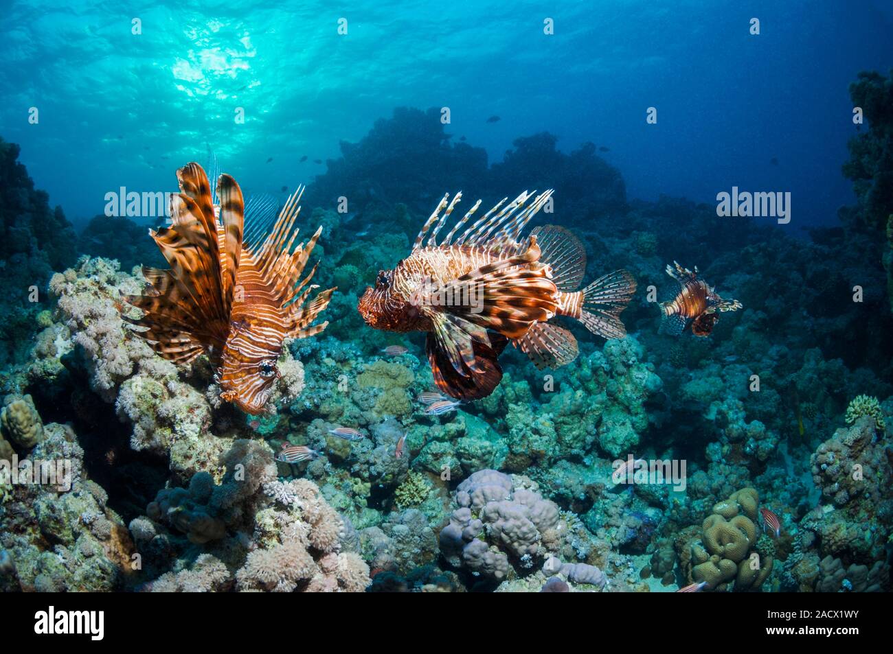 Common lionfish (Pterois miles), also known as the devil firefish. This ...