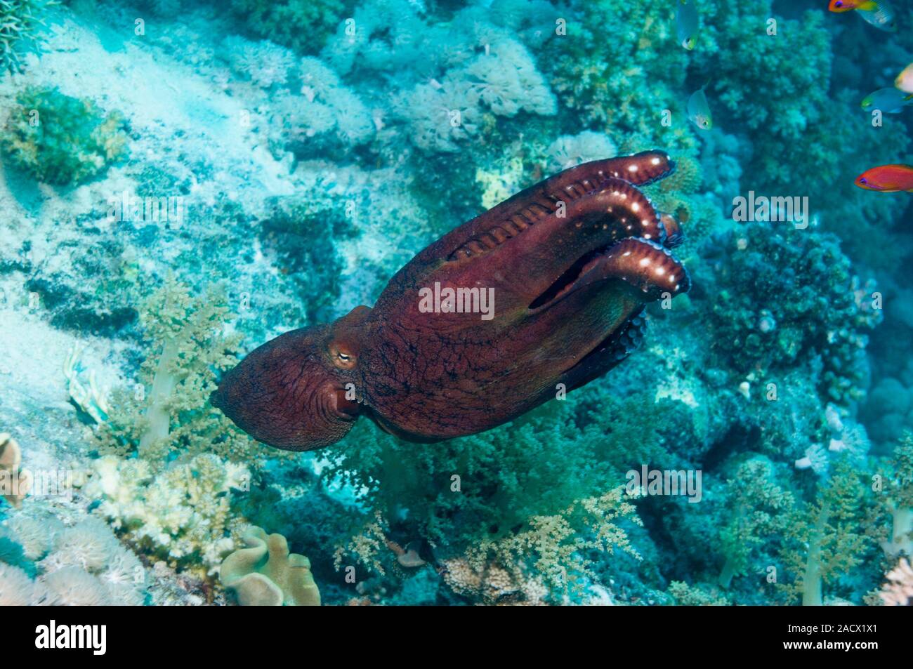 Day octopus (Octopus cyanea), also known as the big blue octopus or ...