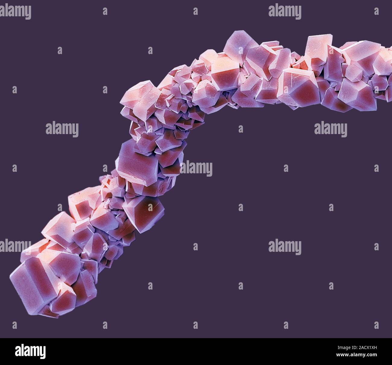 Sugar crystals. Coloured scanning electron micrograph (SEM) of sucrose ...