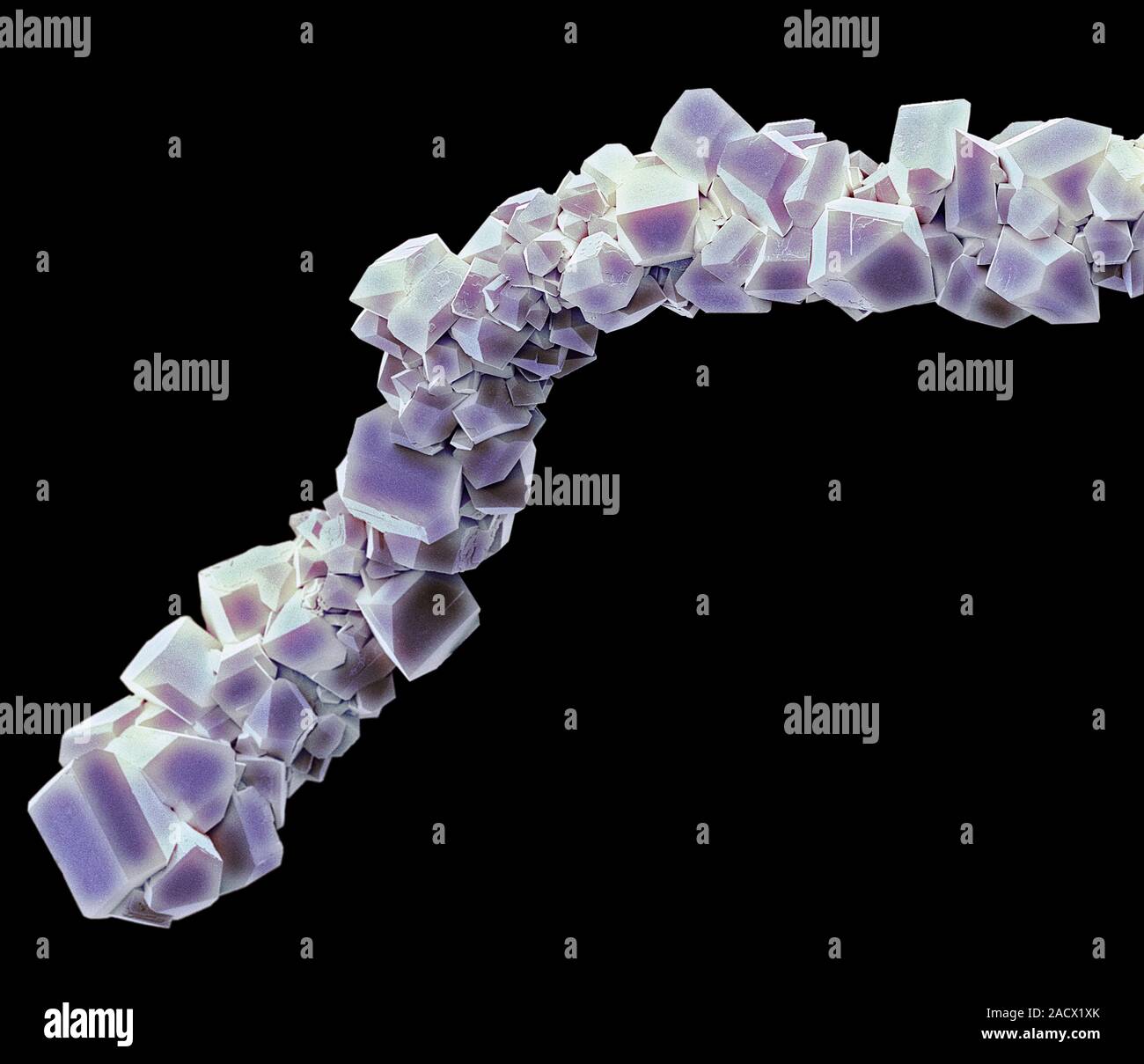 Sugar crystals. Coloured scanning electron micrograph (SEM) of sucrose ...