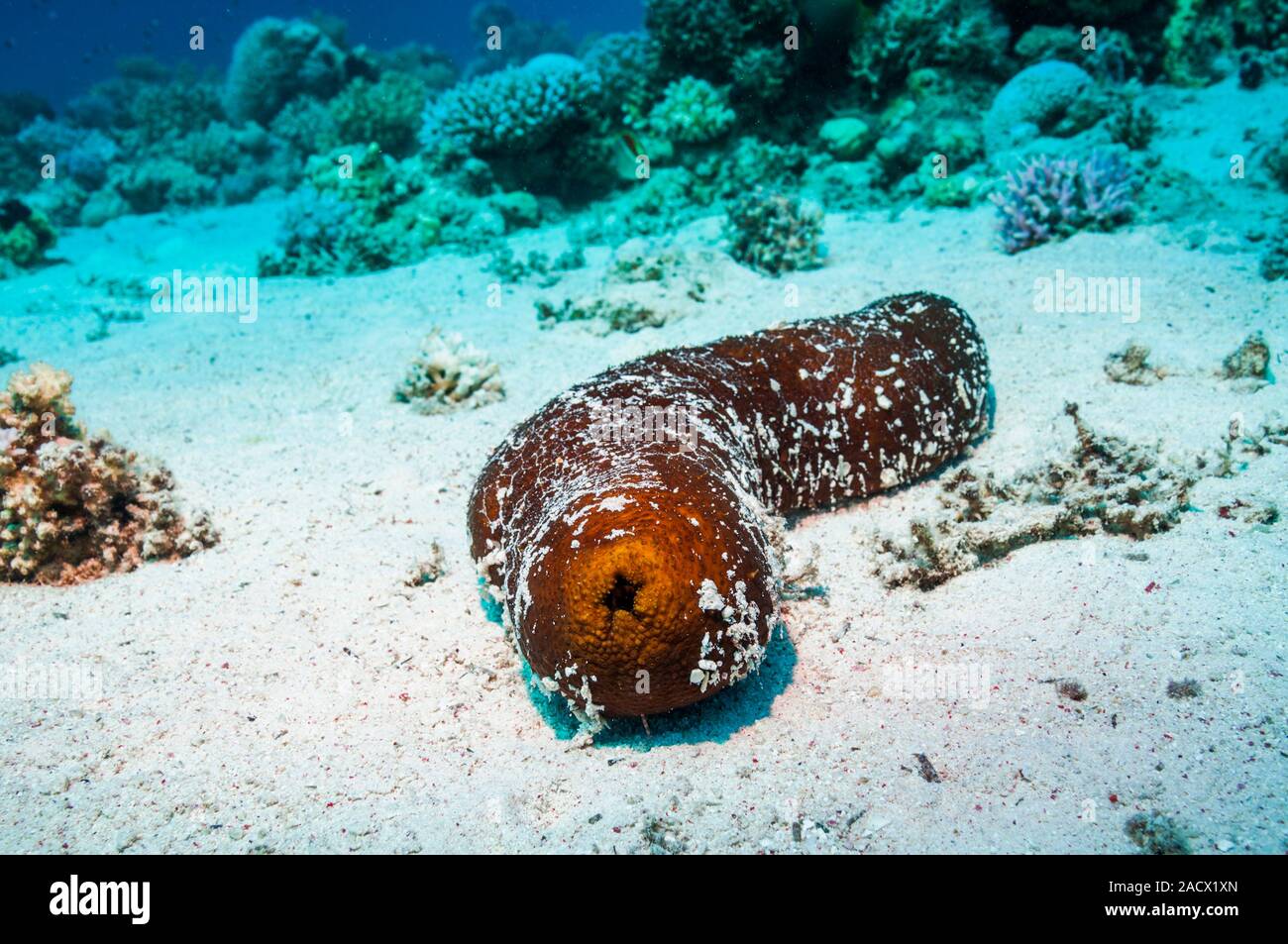 Black sea cucumber (Holothuria atra). This animal lives in shallow ...
