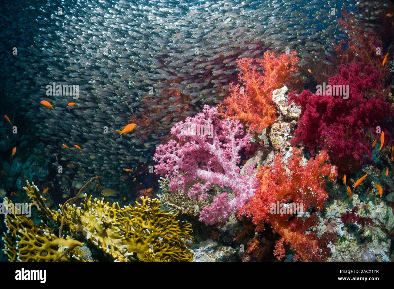 Coral reef with red sea dwarf sweepers (Parapriacanthus guentheri) and ...
