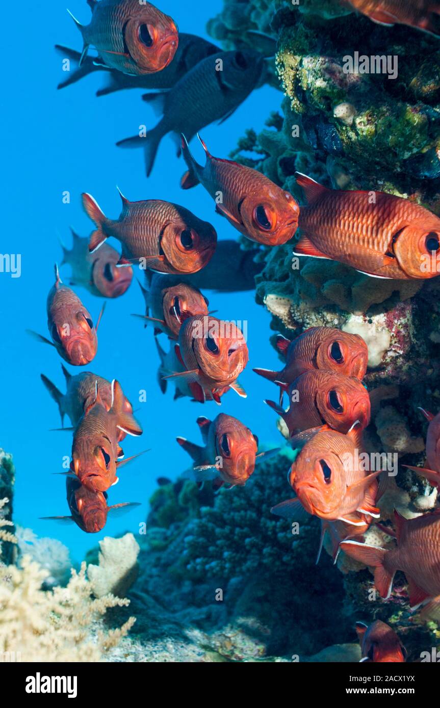 Pinecone soldierfish (Myripristis murdjan). Photographed in Egypt, Red ...