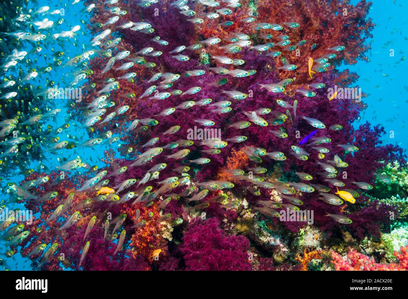 Coral reef with red sea dwarf sweepers (Parapriacanthus guentheri) and ...