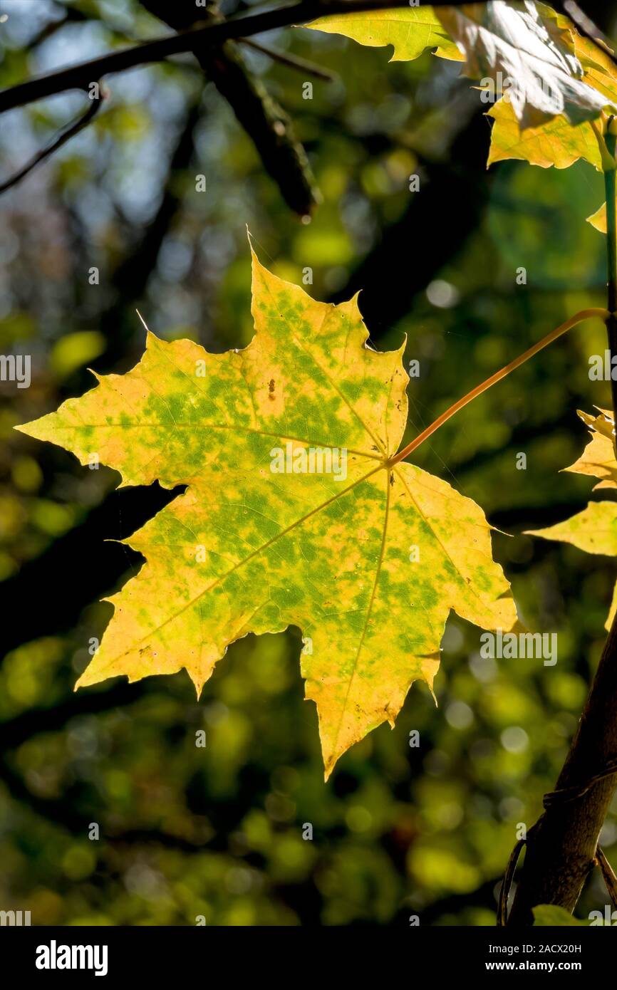 one leaf in autumn Stock Photo - Alamy