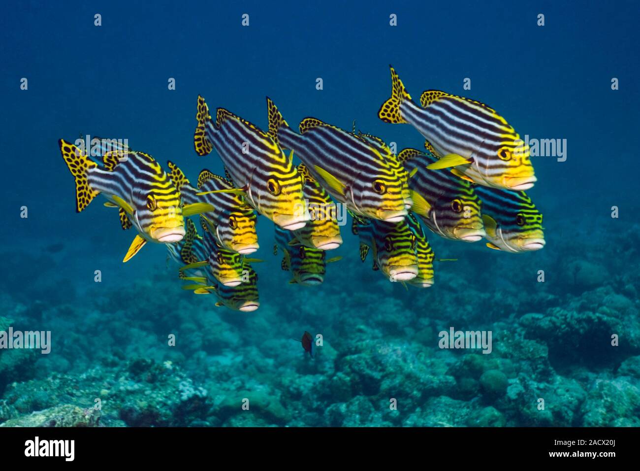 Oriental sweetlips fish (Plectorhinchus vittatus). Photographed in the ...