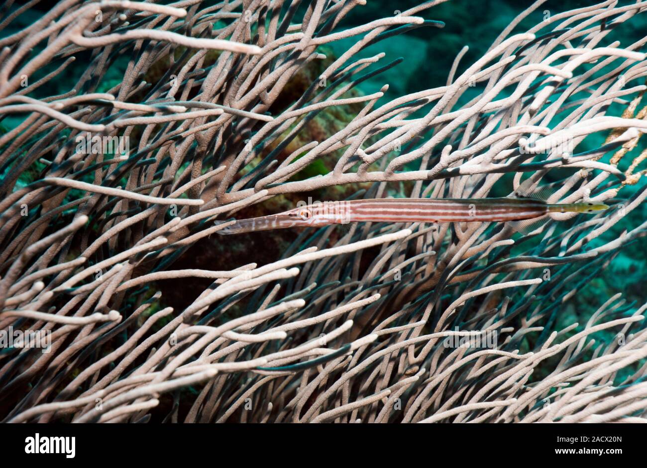 Camouflaged trumpetfish (Aulostomus maculatus). This fish swims ...