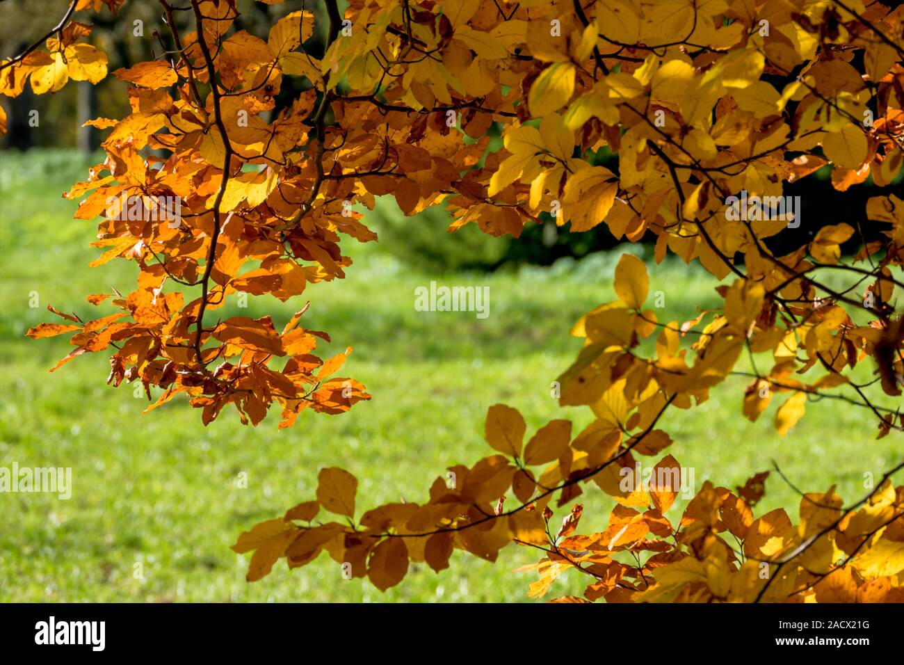 one leaf in autumn Stock Photo - Alamy