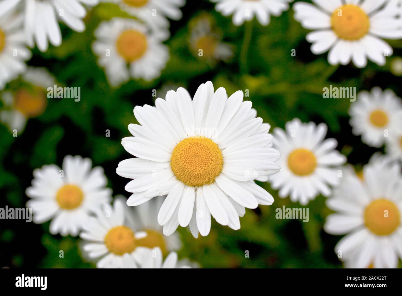 Oxeye daisy (Leucanthemum vulgare) flower. It is a widespread plant ...