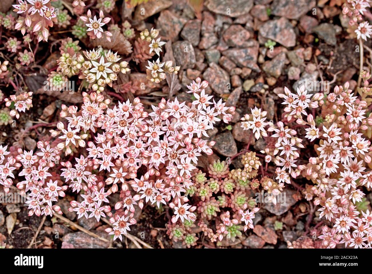 Spanish stonecrop (Sedum hispanicum Stock Photo - Alamy