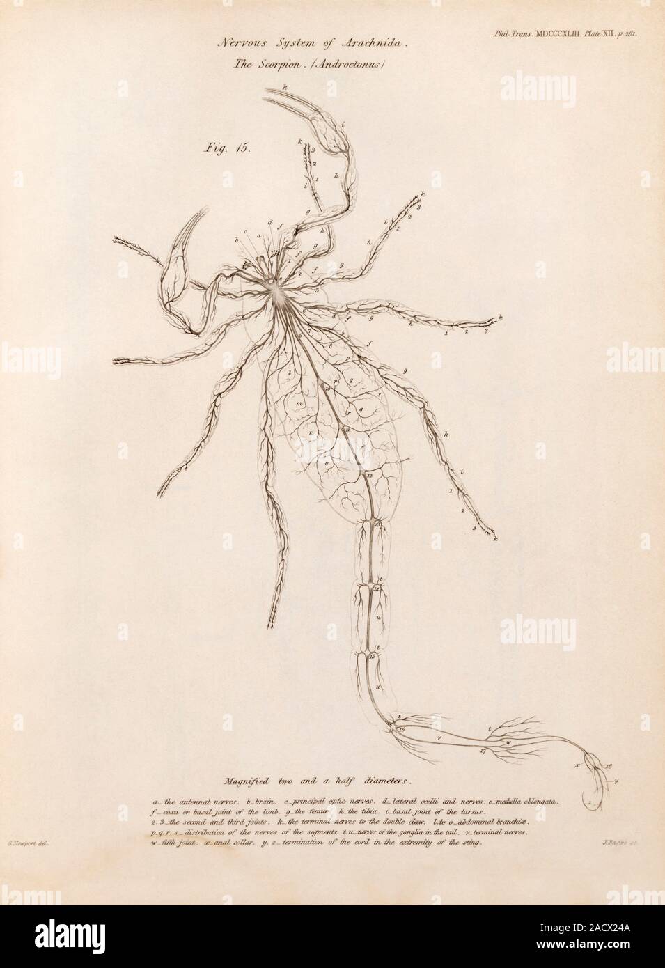 Scorpion nervous system. 19th-century diagram of the nervous system of ...