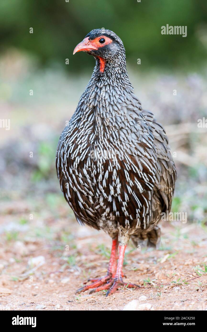 Red-necked francolin (Pternistis afer), also known as the red-necked ...