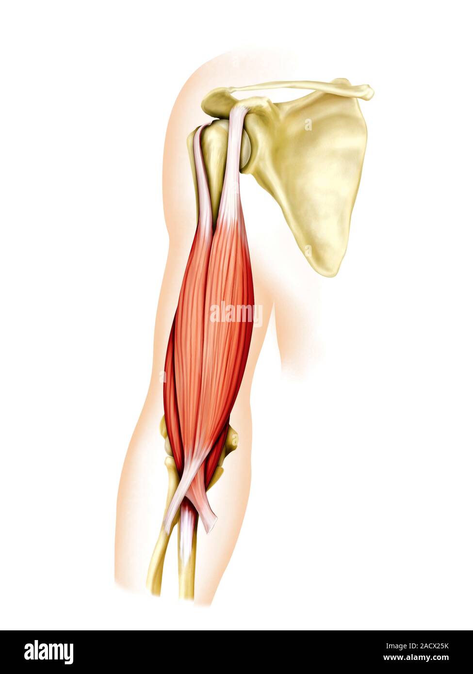 Illustration of muscles of the arm. This is an anterior view ...