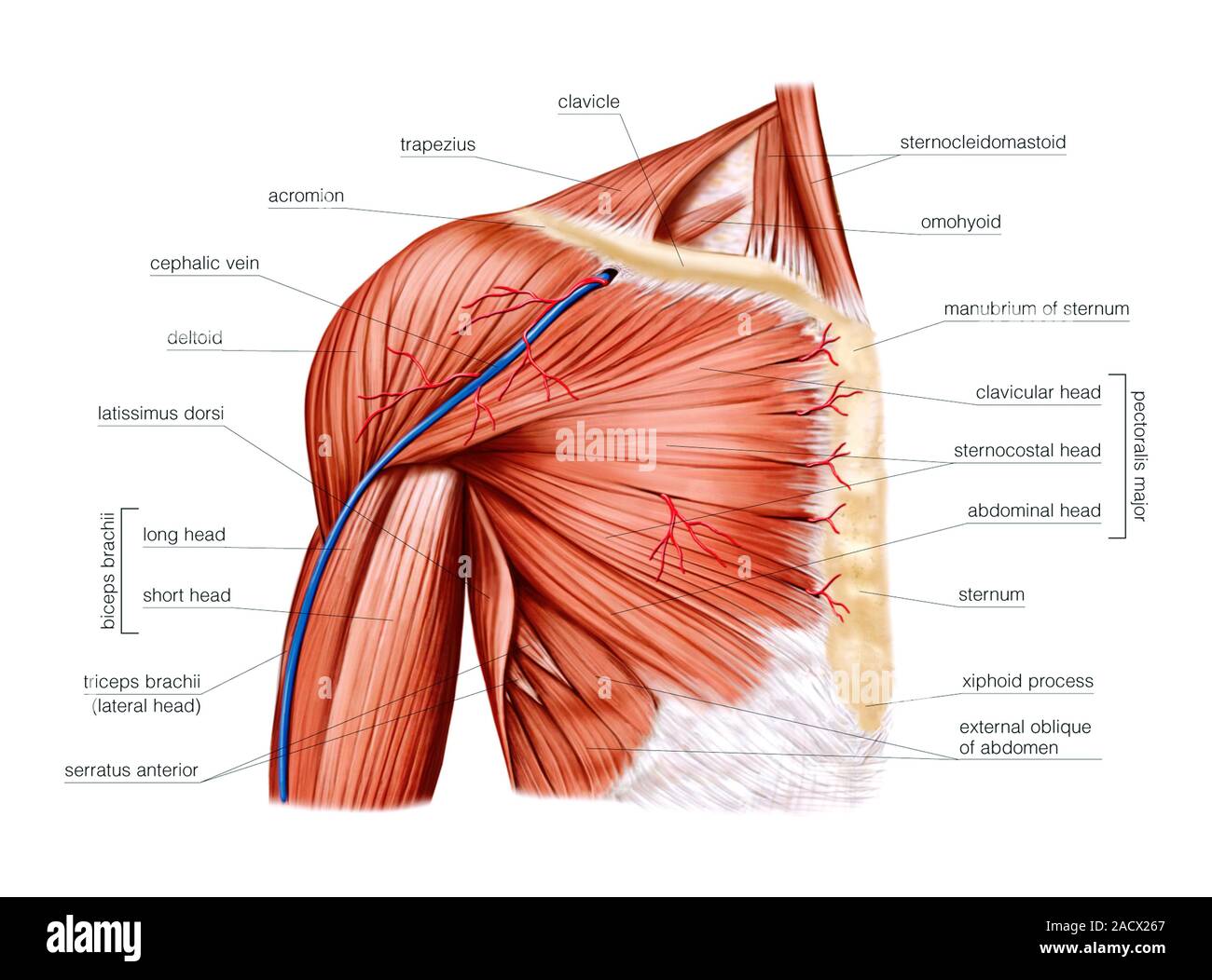 Illustration of the muscles of the shoulder. This is an anterior superficial view. Illustration ...