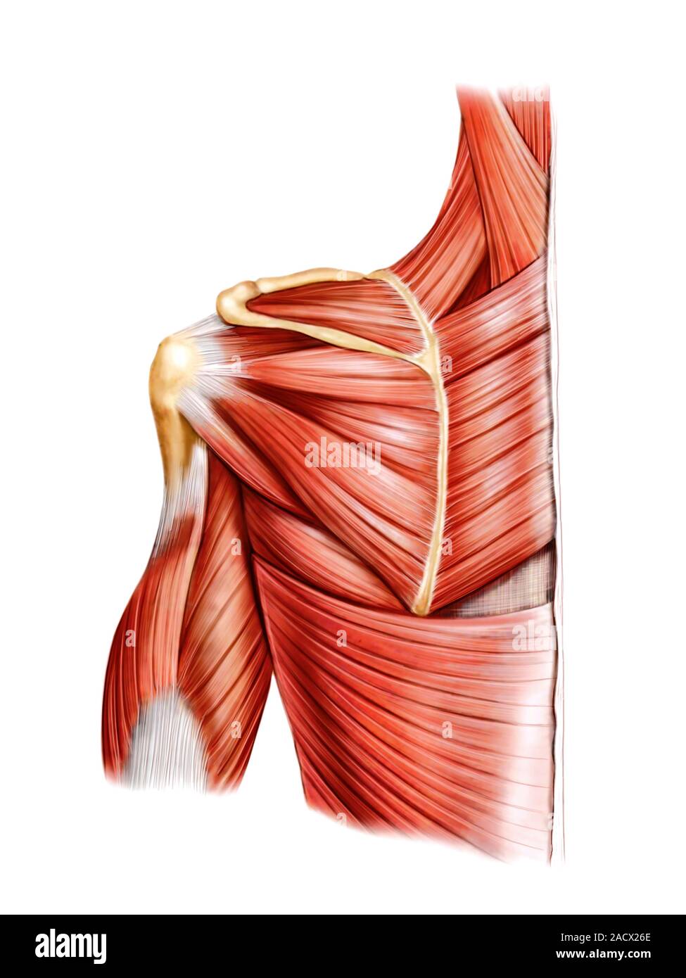 Illustration of the muscles of the shoulder. This superior deep view ...