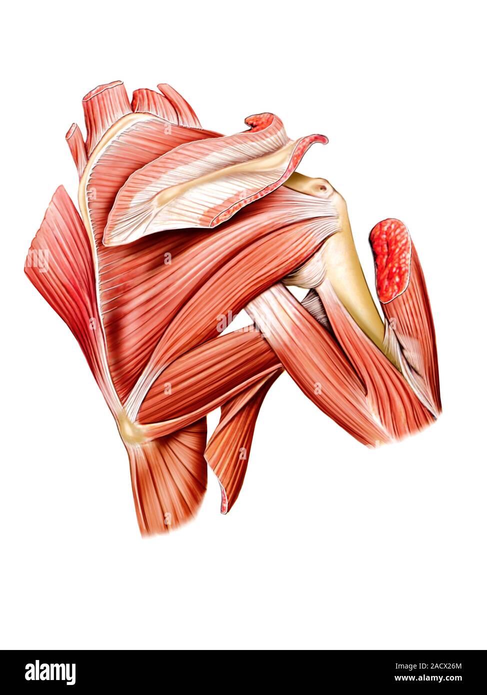 Illustration of the muscles of the shoulder. This is a posterior deep ...