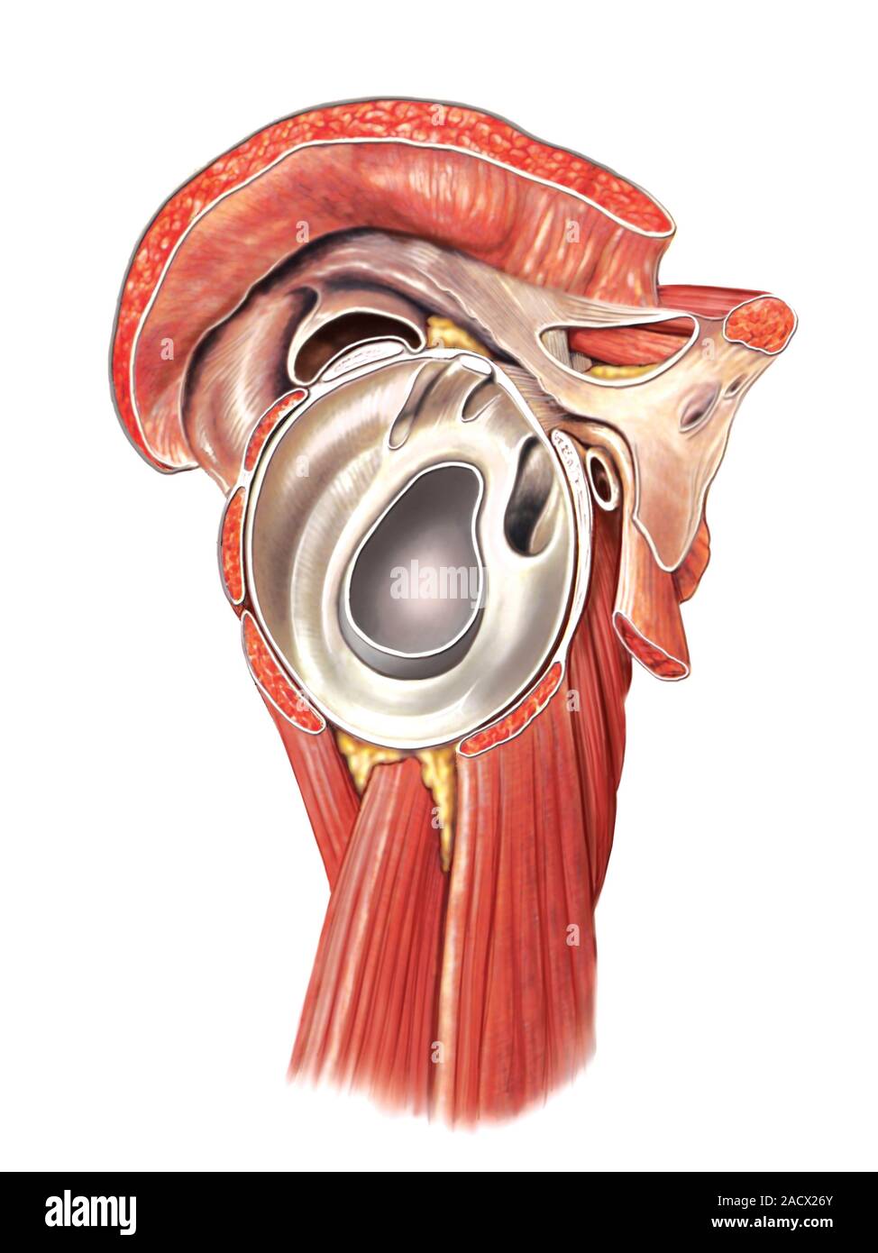 Illustration of the muscles of the shoulder. This is a right lateral ...