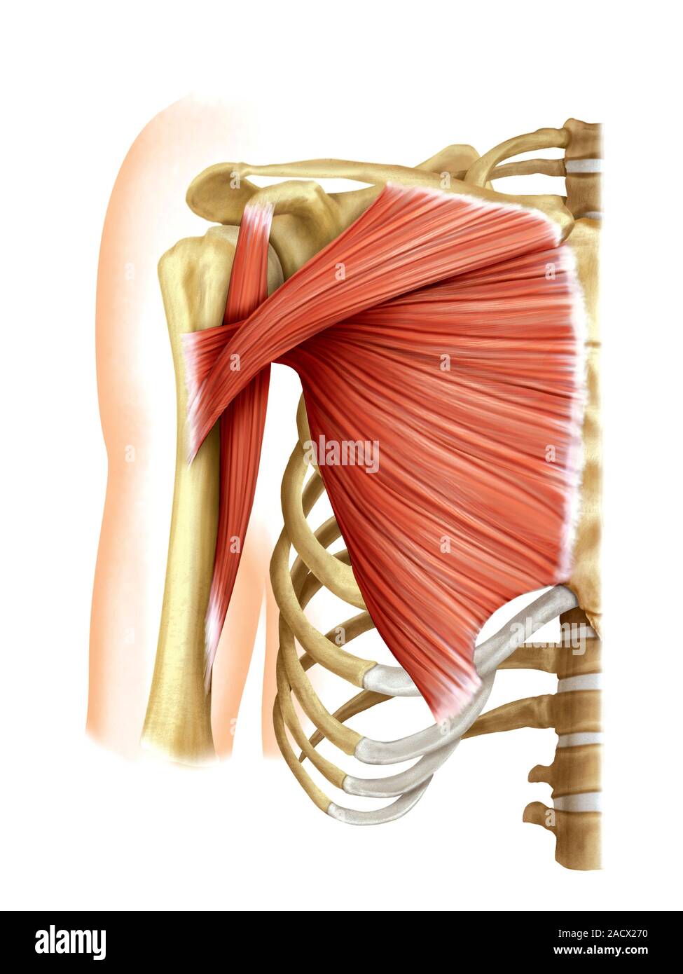 Illustration of the muscles of the shoulder. This is an anterior view ...