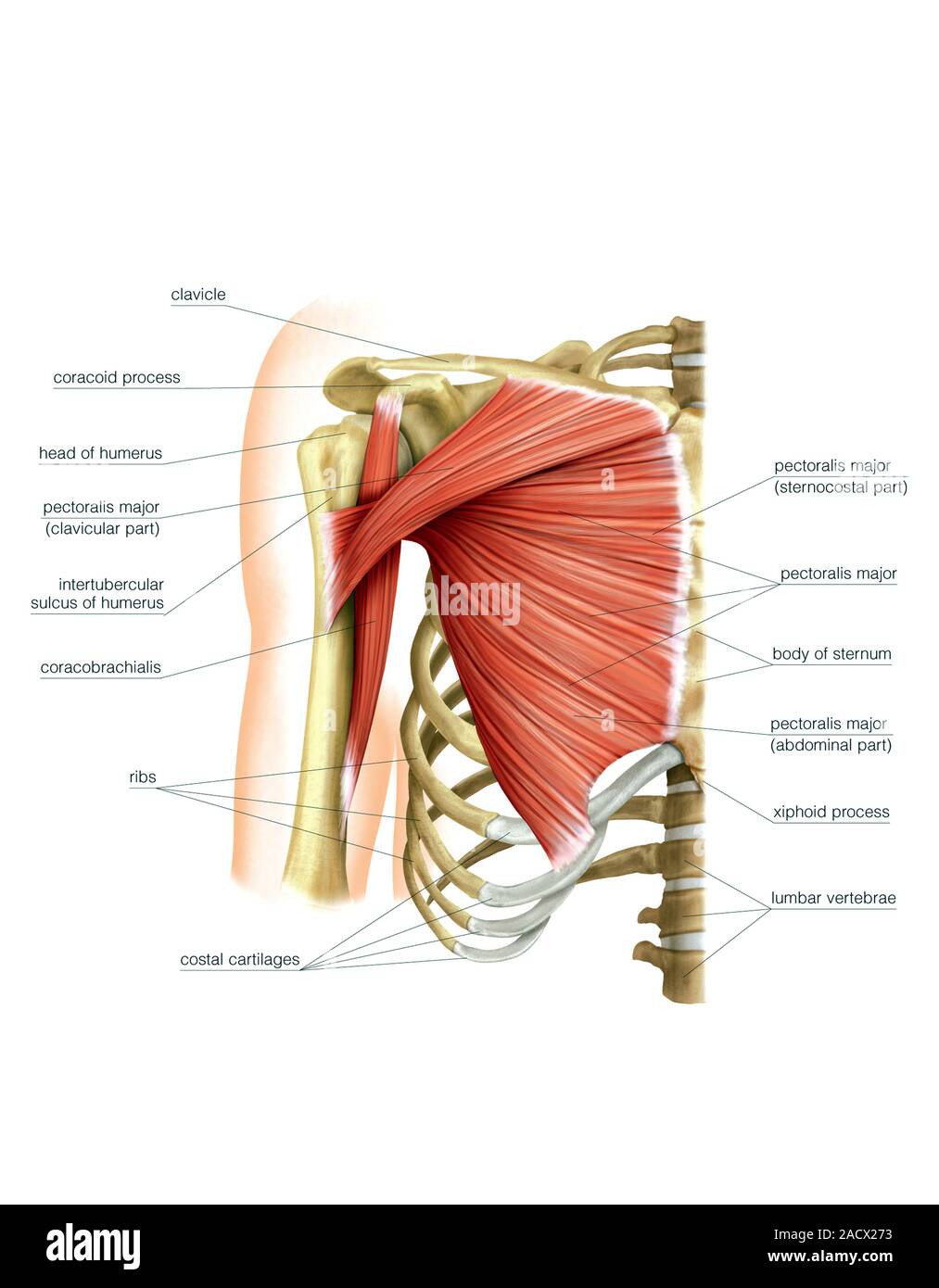 Illustration of the muscles of the shoulder. This is an anterior view ...