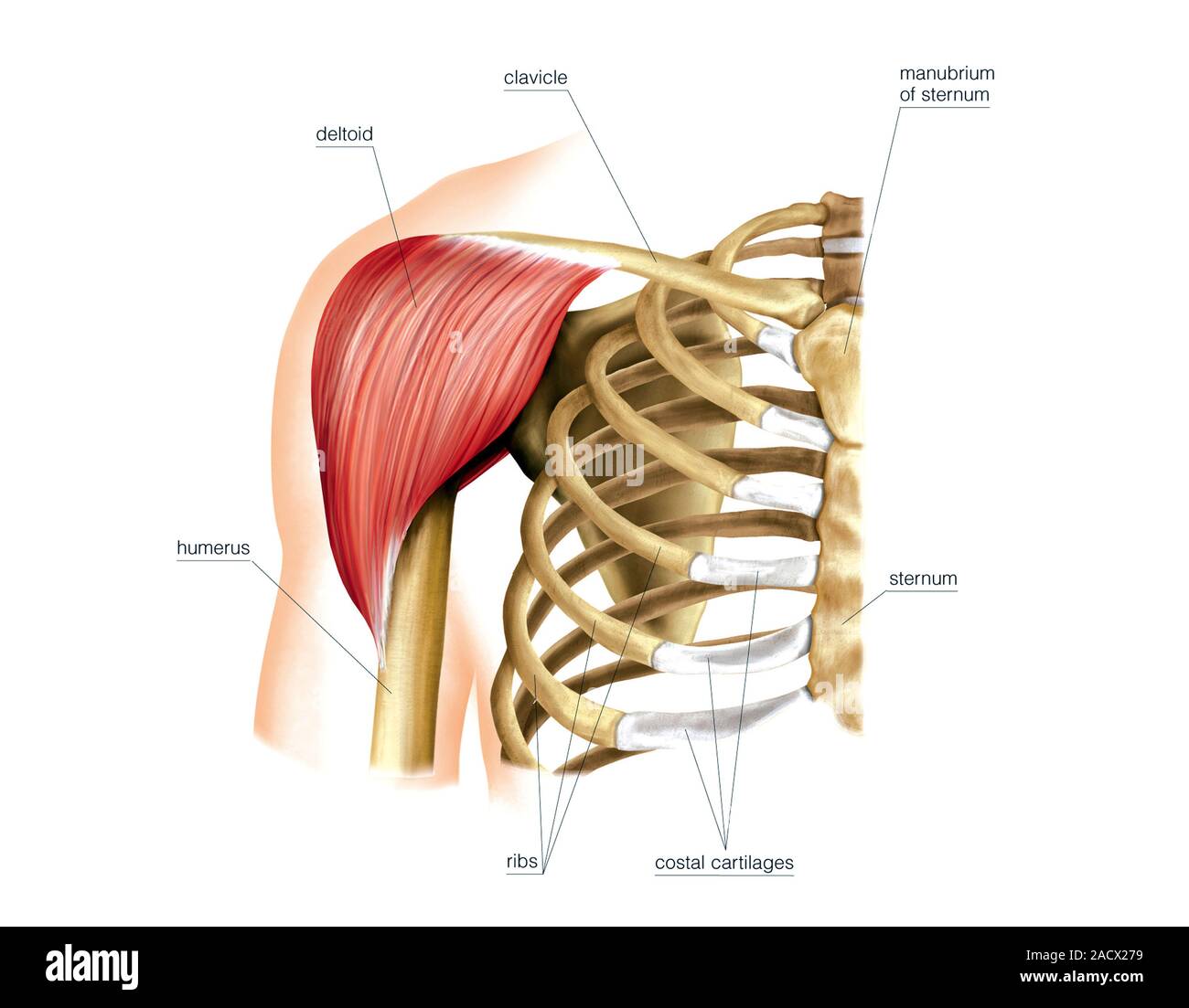 Illustration of the muscles of the shoulder. This is an anterior view ...