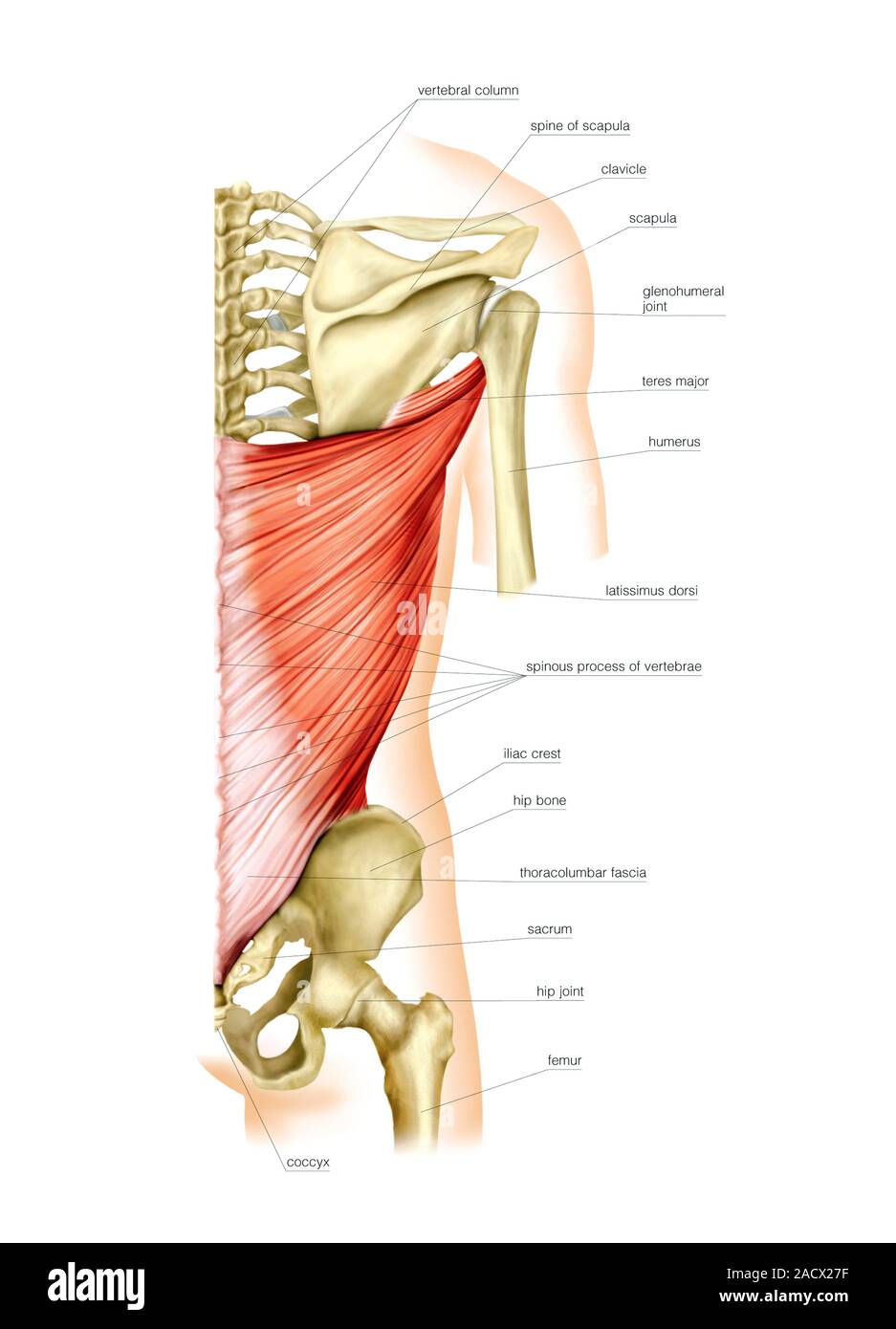 Illustration of the muscles of the shoulder. This is a posterior view ...