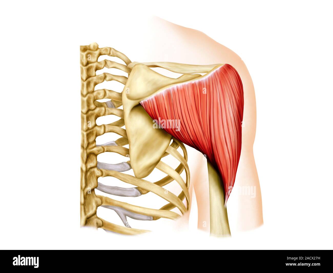 Illustration of the muscles of the shoulder. This is a posterior view ...