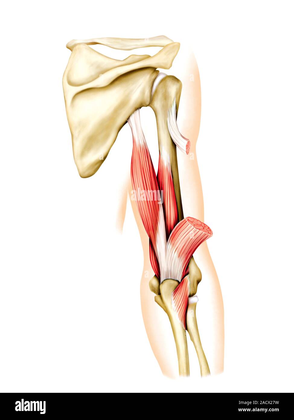 Illustration of back muscles of the arm. This is a posterior view ...