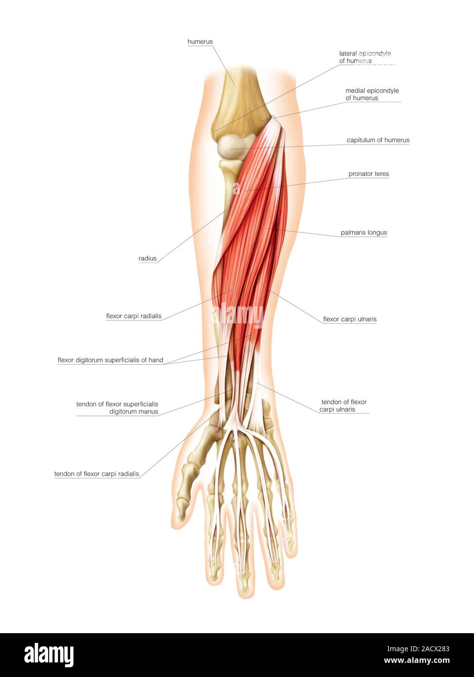 Illustration of muscles of the forearm. This is an anterior superficial ...